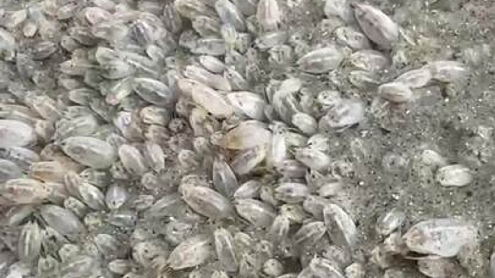 Sand fleas swarm Florida beach