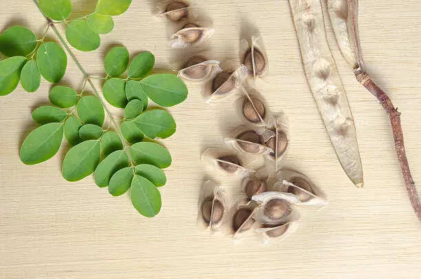 How to use Moringa Seeds for hair growth