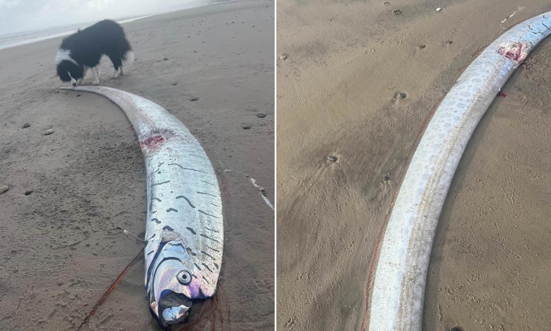 Ultra rare 'Harbinger of Doom' fish washes up on Australian beach