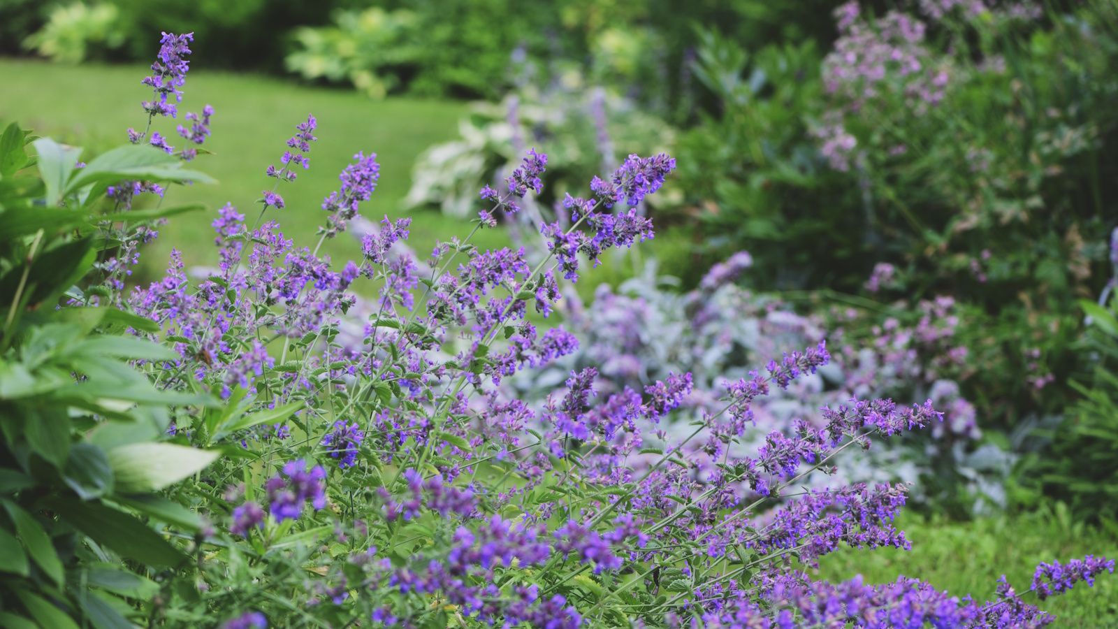 Where to grow catmint – experts reveal the best locations to maximize fragrant, colorful blooms ...
