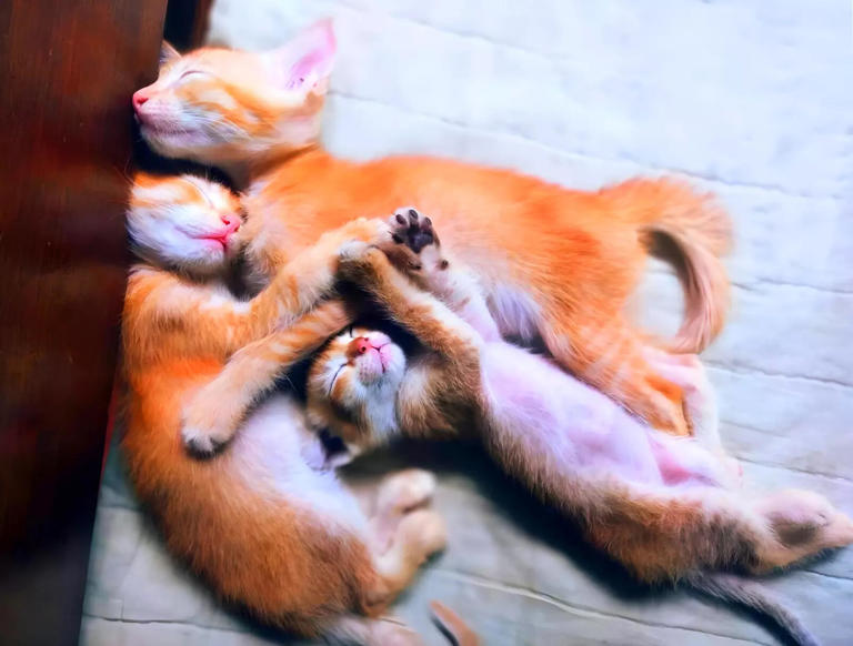 Shocking pet horror: 100 dead cats found in home of Japanese woman who ...