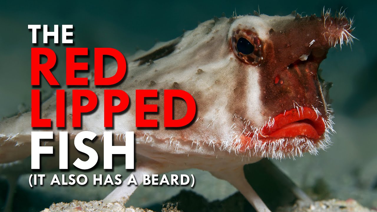 Red-Lipped Batfish: Why This Deep-Sea Creature Looks So Bizarre