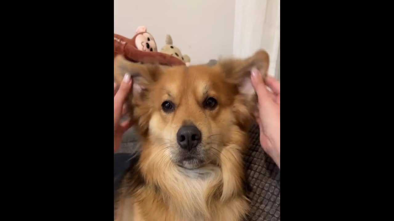 Owner mimics animal shapes using dog's ears in Netherlands