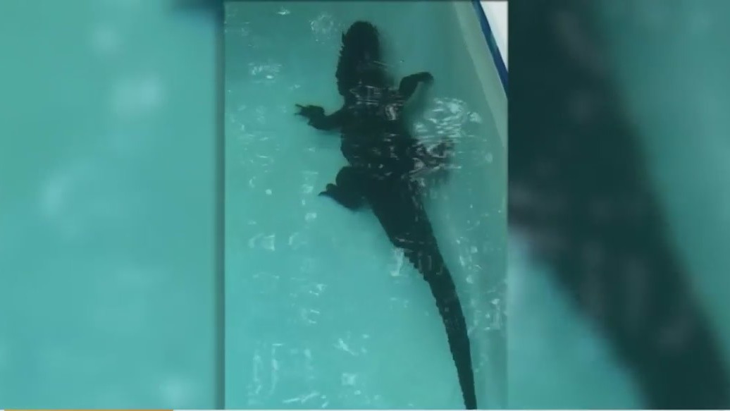 7-foot alligator caught taking dip in Florida couple's pool