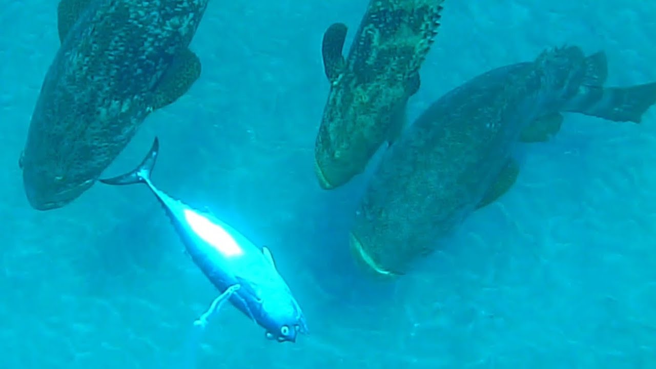 Giant Grouper Eats Inches from Camera - Fishing