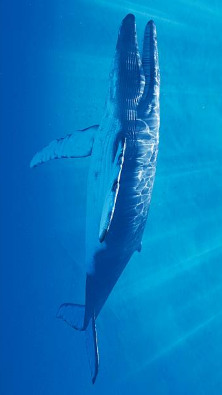 8 biggest animals on the Earth: From ocean giants to land legends