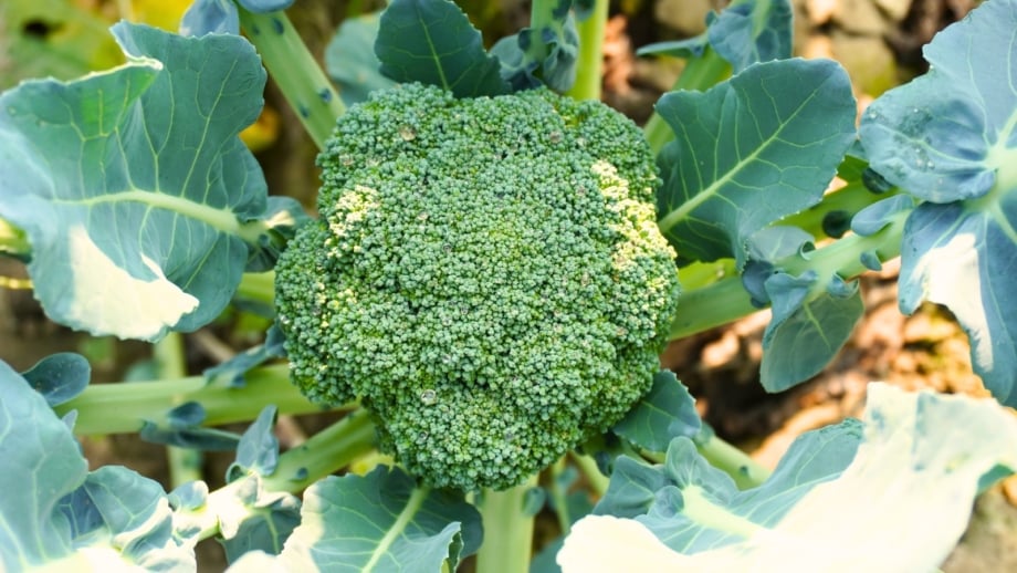 7 Heat-Tolerant Broccoli Varieties to Plant in June