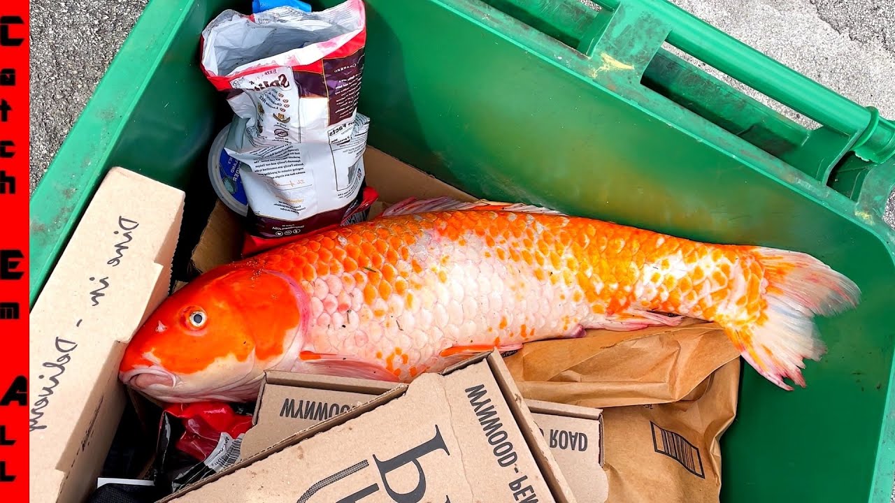 PET FISH in the TRASH!