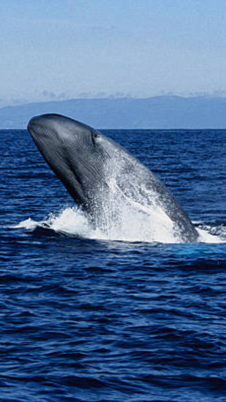 8 biggest animals on the Earth: From ocean giants to land legends