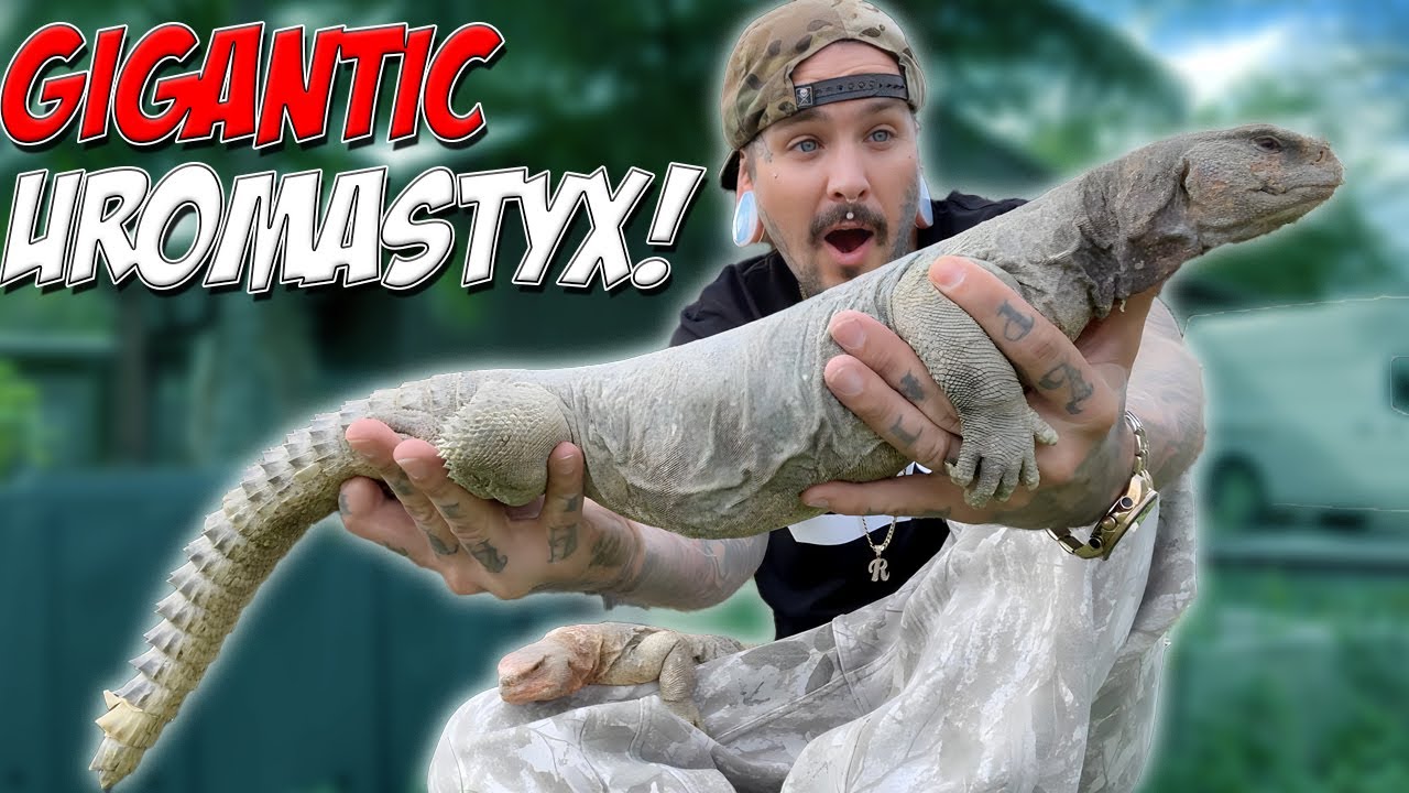 Giant Uromastyx Arrives After Two Decades