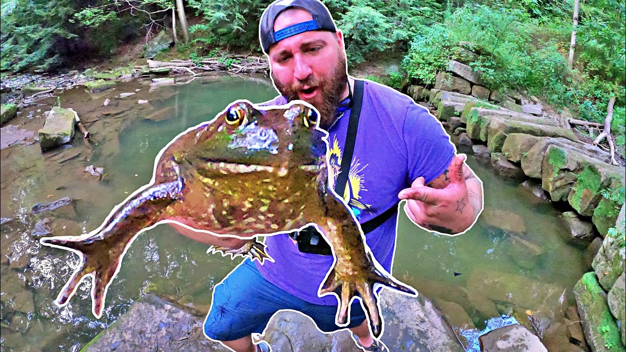 Fishing a Tiny Puddle LOADED with Fish and Giant Bull Frogs!