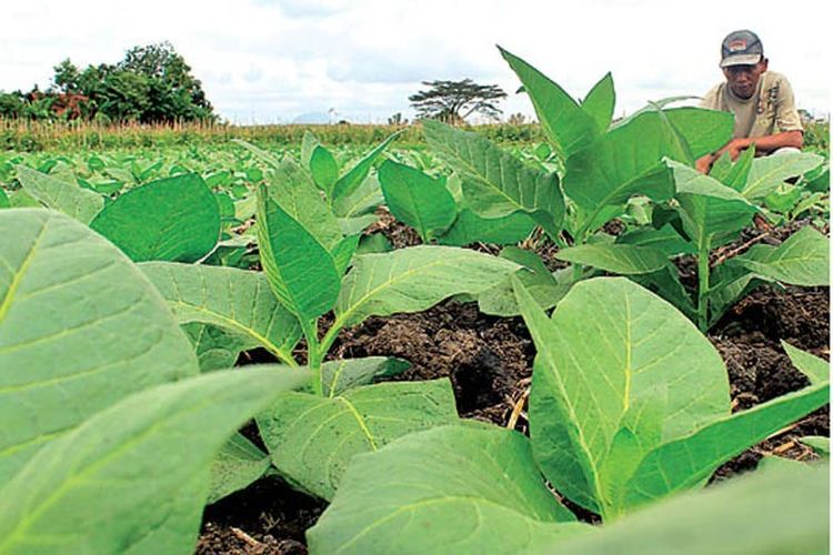 Pengusaha pabrikan rokok Madura dorong kemajuan industri hasil tembakau