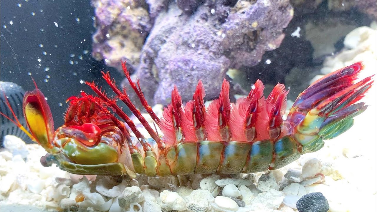 What happened to my monster shrimp pet