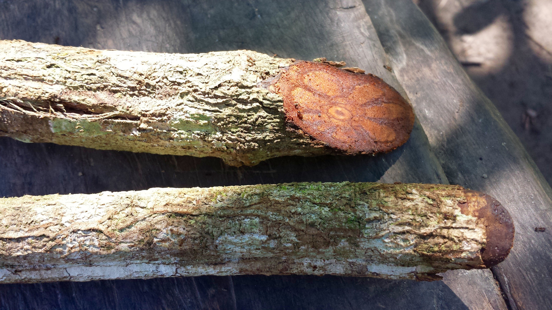 The rich history of the ancient ayahuasca tradition
