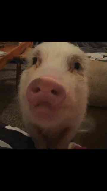 Cutest Snort You’ll Hear Today
