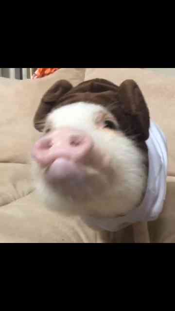 Oink Squad’s Newest Star