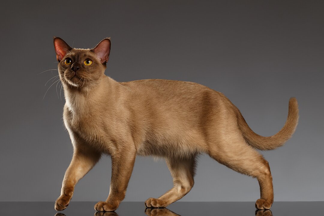 Razza Asian: il gatto asiatico dal fascino irresistibile