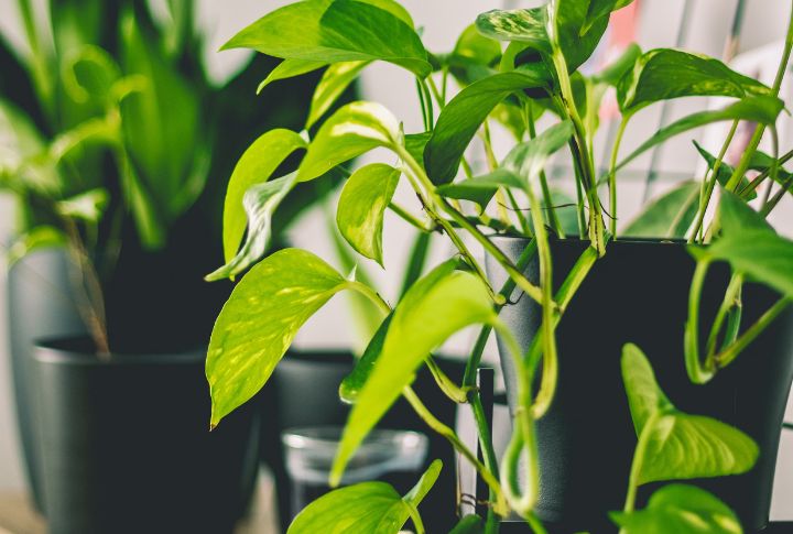 10 Indoor Plants Whose Cuttings Can Bear New Life