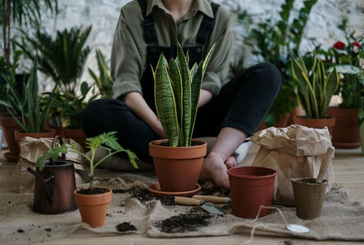 10 Indoor Plants Whose Cuttings Can Bear New Life
