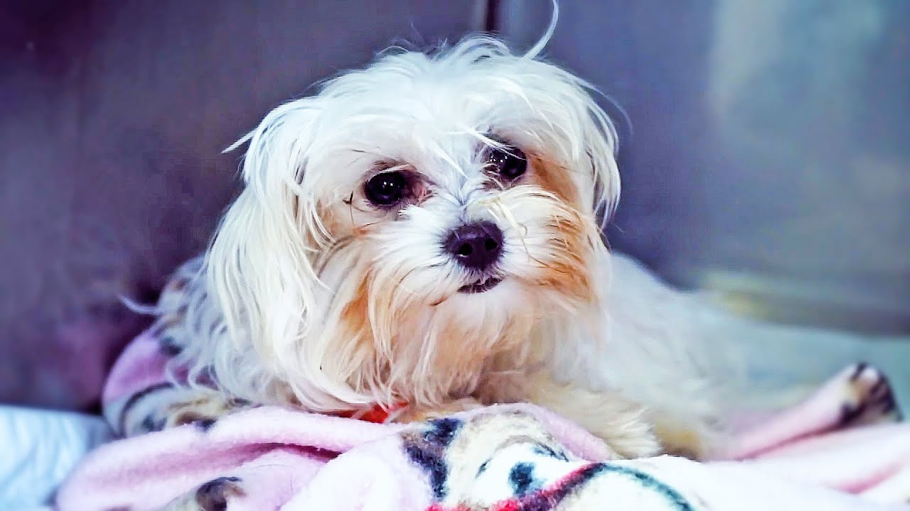 A new heart for a tiny dog in need
