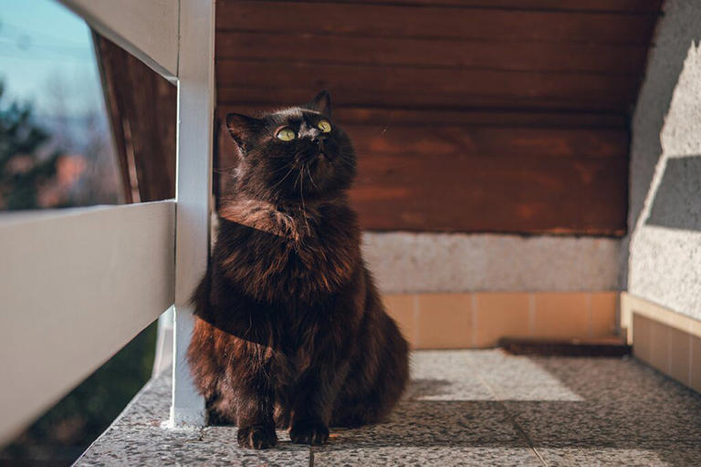 Razza Asian: il gatto asiatico dal fascino irresistibile