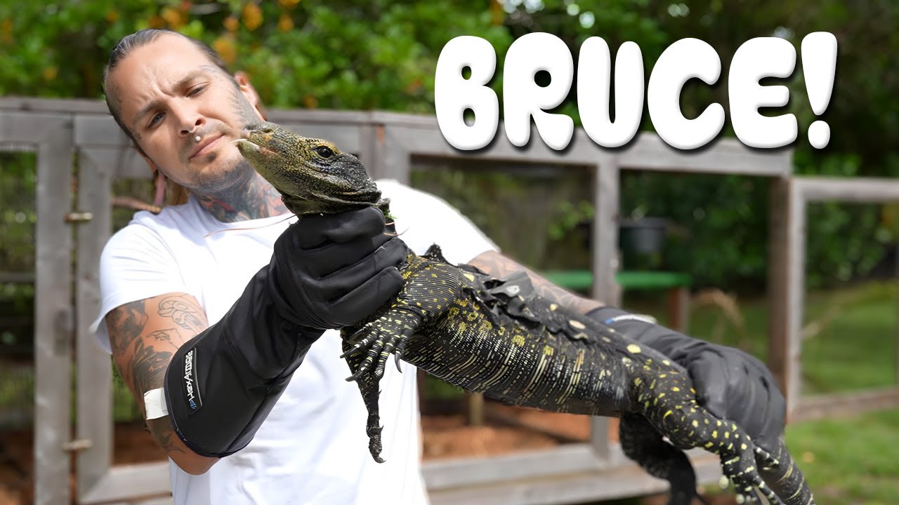 Croc Monitor Enclosure Upgrade for Bruce