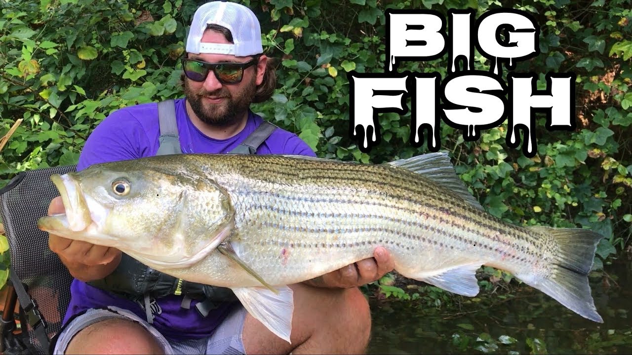 Catching RIVER MONSTERS from a KAYAK! (Surprise Catch)