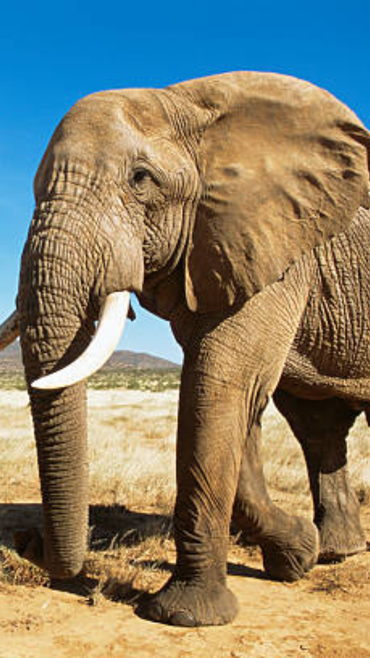 8 biggest animals on the Earth: From ocean giants to land legends