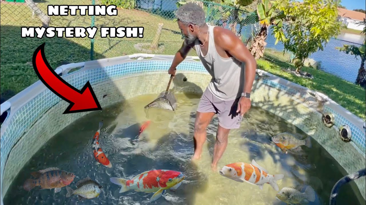 KOI Fish Discovered in Green Slime Pond – Part 2
