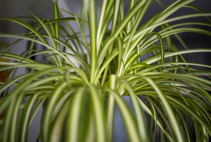 10 Indoor Plants Whose Cuttings Can Bear New Life