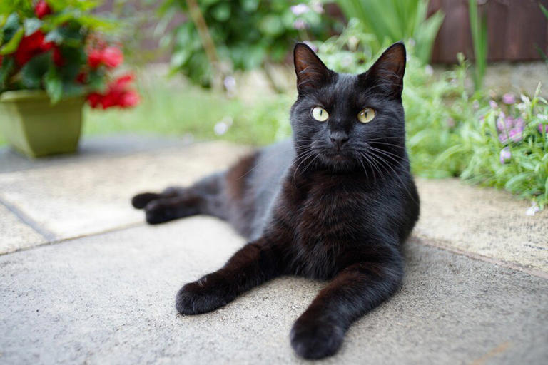 Razza Asian: il gatto asiatico dal fascino irresistibile