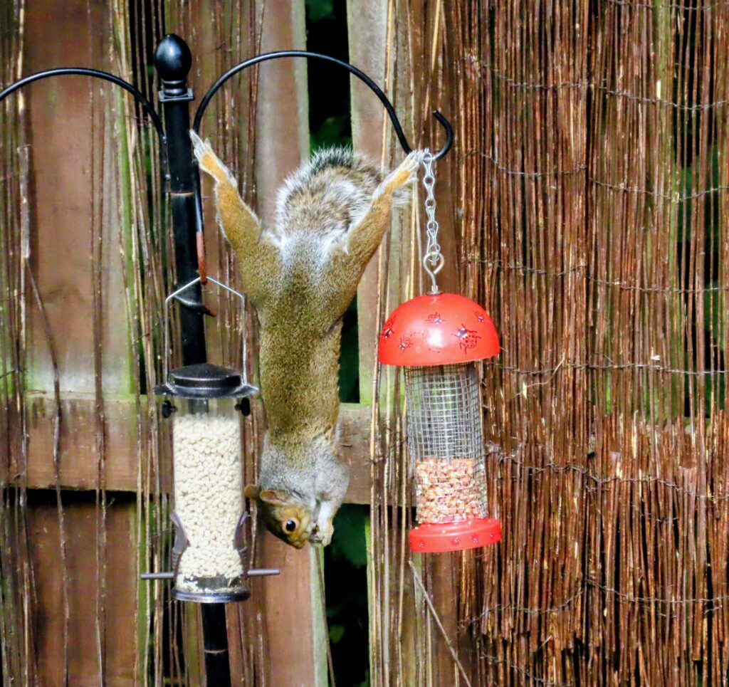 Tricky bird feeder no obstacle for acrobatic squirrel