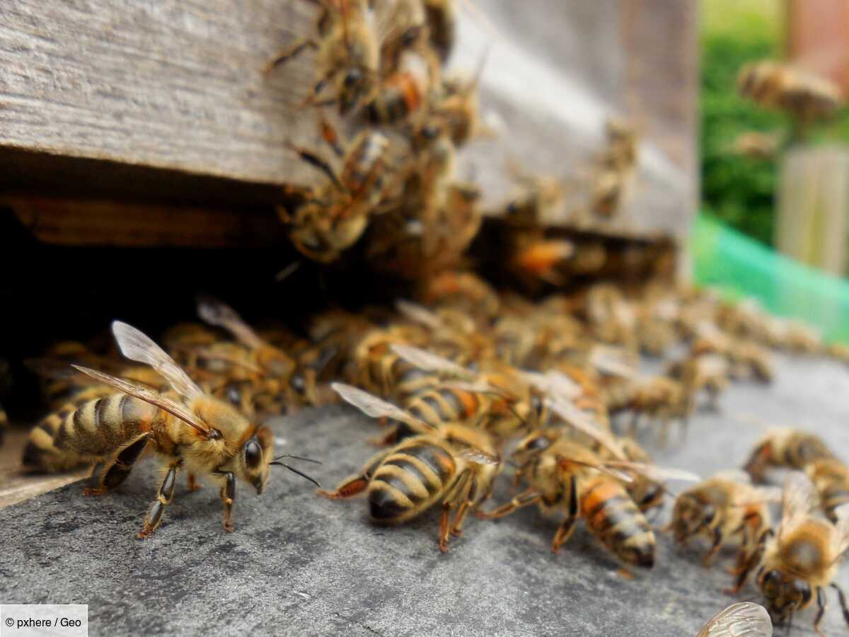 Le Chiffre de GEO: 14 millions d’abeilles en fuite sèment la panique ...
