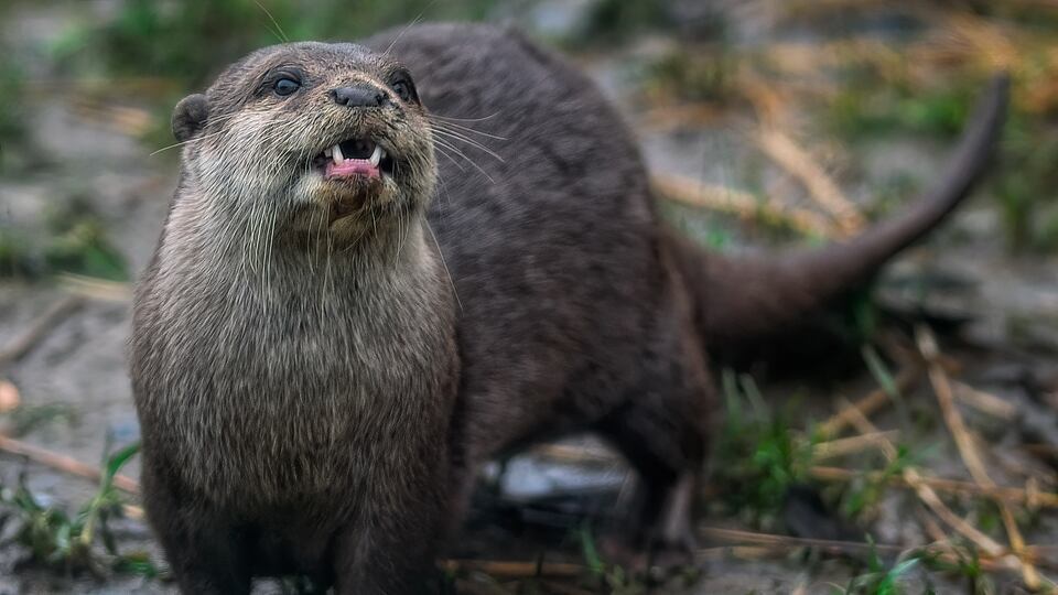 Otter bites visitor at popular Central Florida river spot