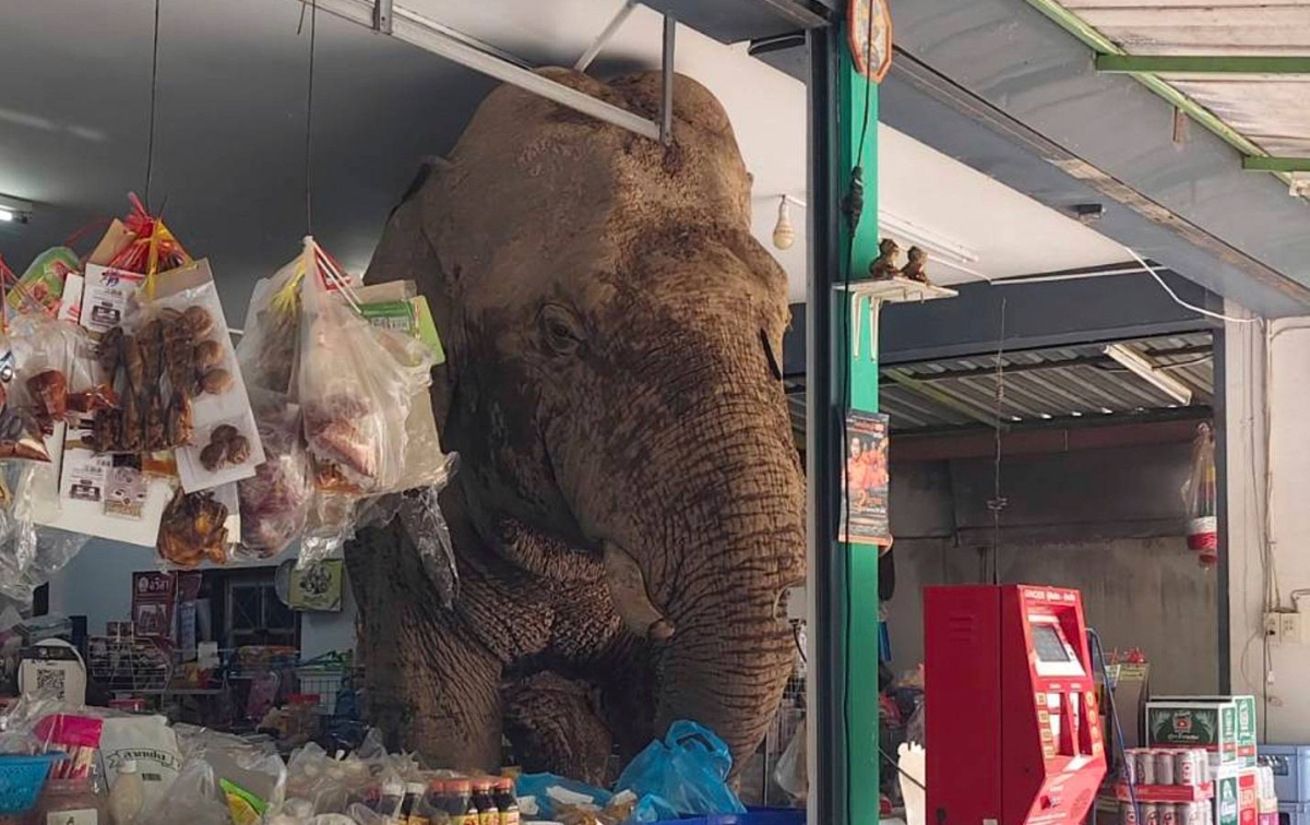 A hungry wild elephant raids a grocery store in Thailand for snacks