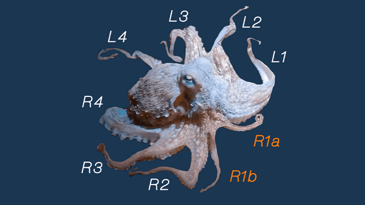 Octopus Survives Suspected Predator Attack And Regrows Limbs – But Ends ...
