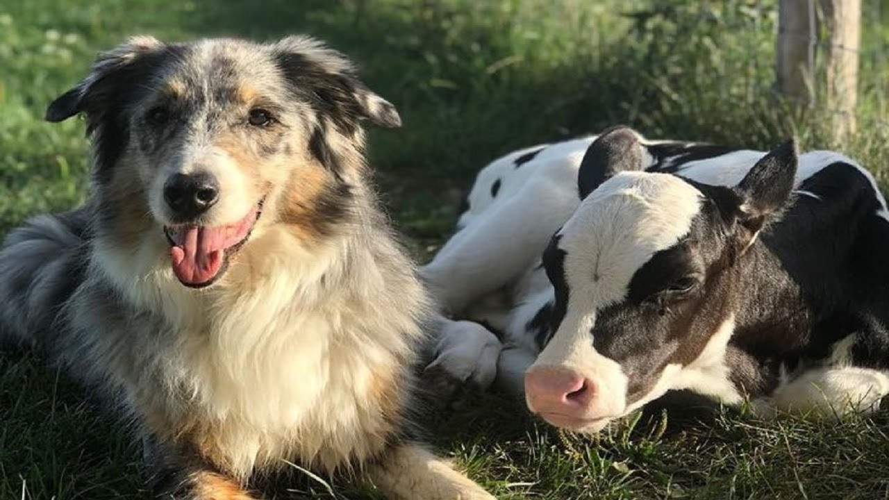 Family Winds Up With One Very Unusual New ‘Dog’ Due To A Confounding ...