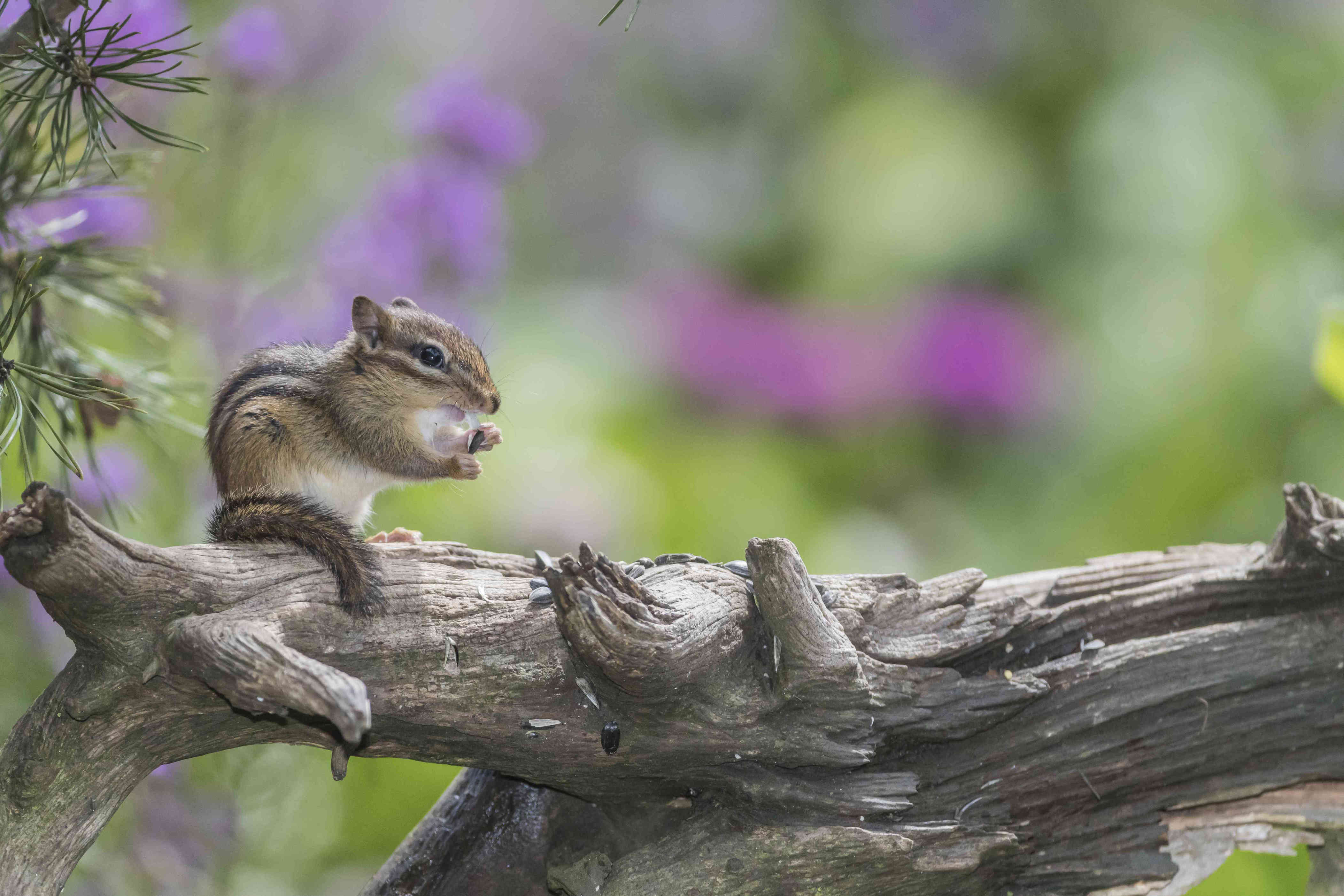 How To Get Rid Of Chipmunks In Your Garden