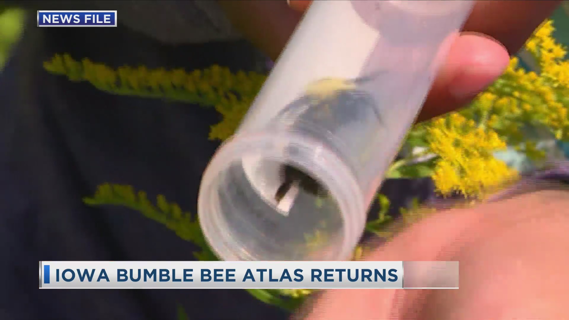 Iowa DNR's "Iowa Bumble Bee Atlas" returns for a second year