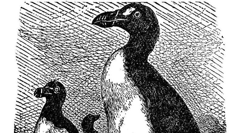 La fine dell'alca impenne