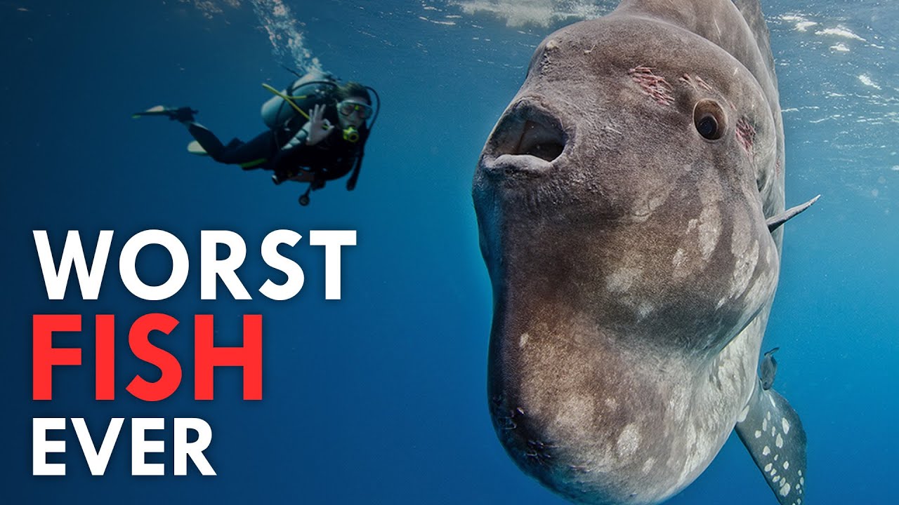 Sunfish Explained: The Bizarre Life of the Sea’s Flattest Giant