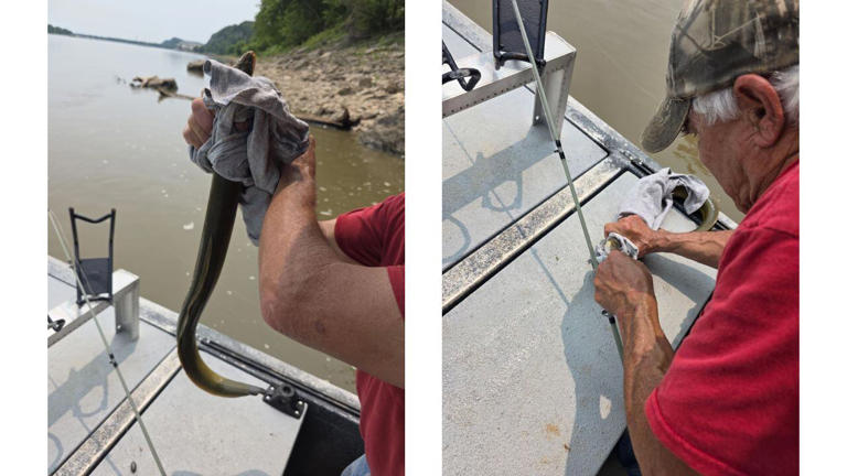 Eels in Missouri? One spotted in the Mississippi River, MDC says