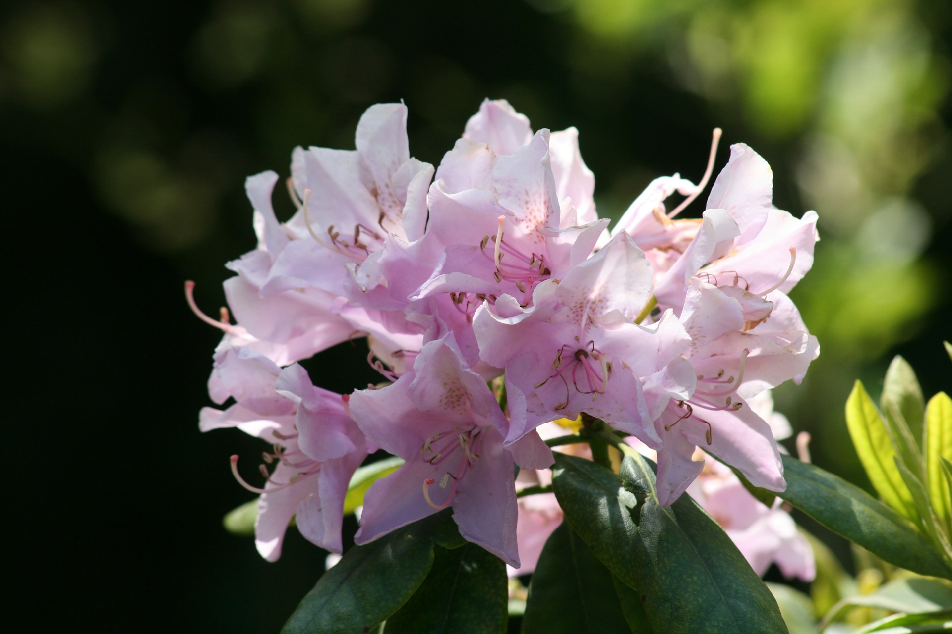 14 Plants That Can Kill Humans and Pets