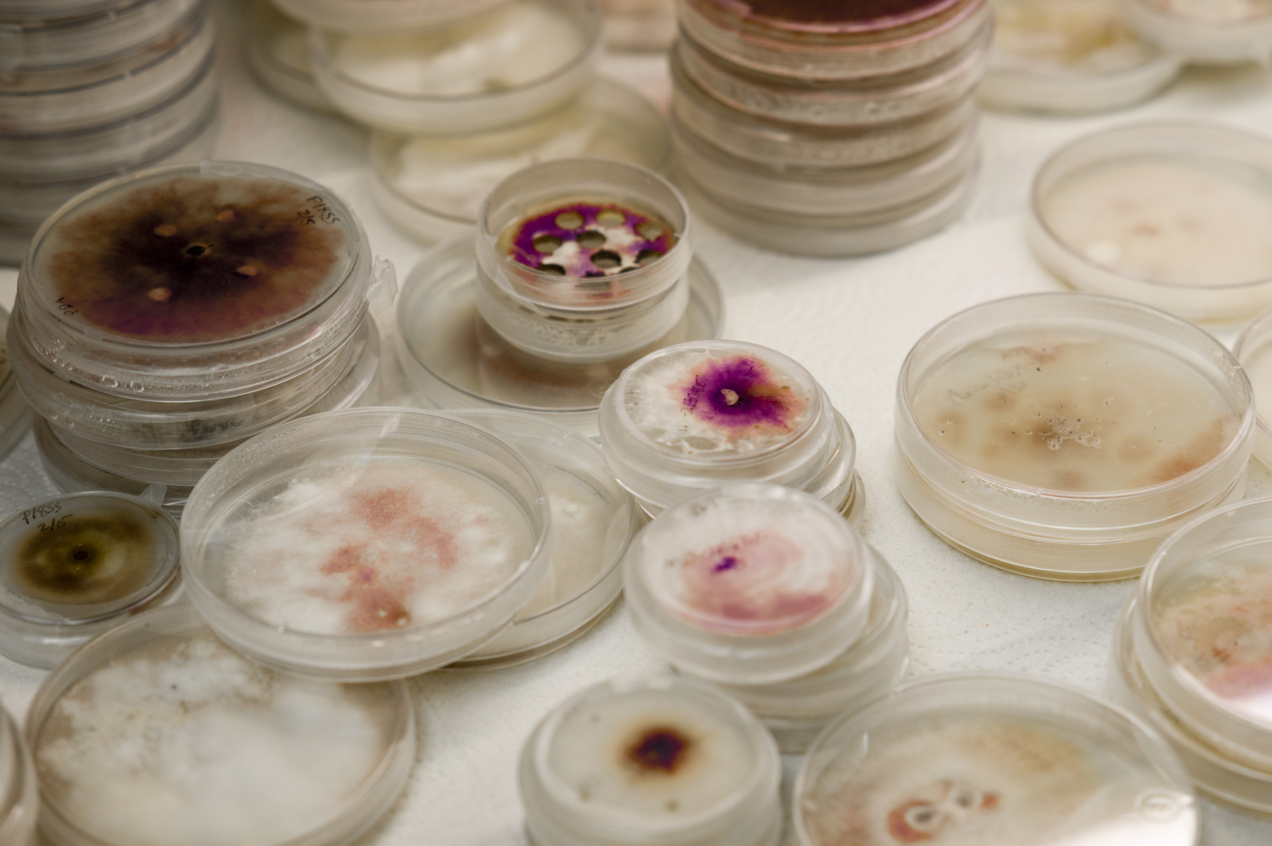 DOJ: Chinese scientists smuggled "potential agroterrorism weapon" into US