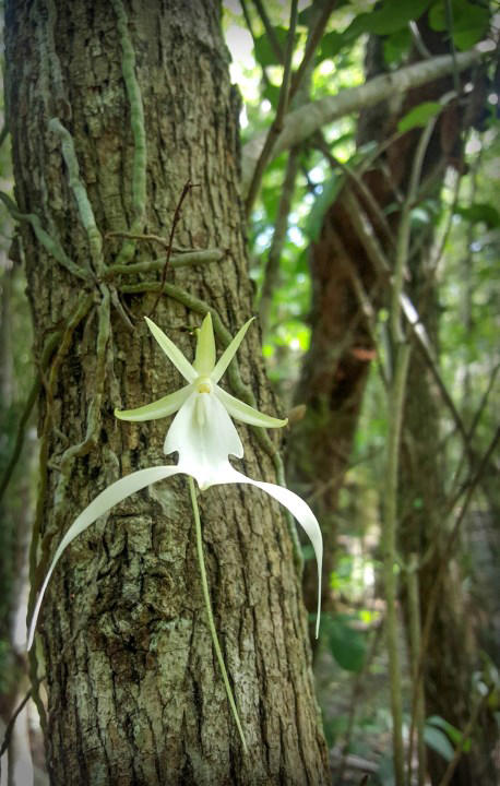 Poachers hunting rare ‘ghost’ flowers, prompting extinction warning