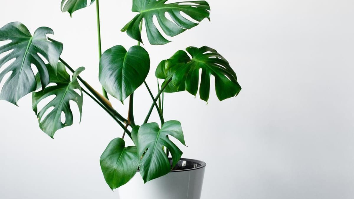 Monstera Variegata Pflege: Alles Wissenswerte