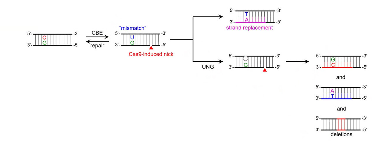 Manipulating DNA repair proteins to improve gene editing outcomes