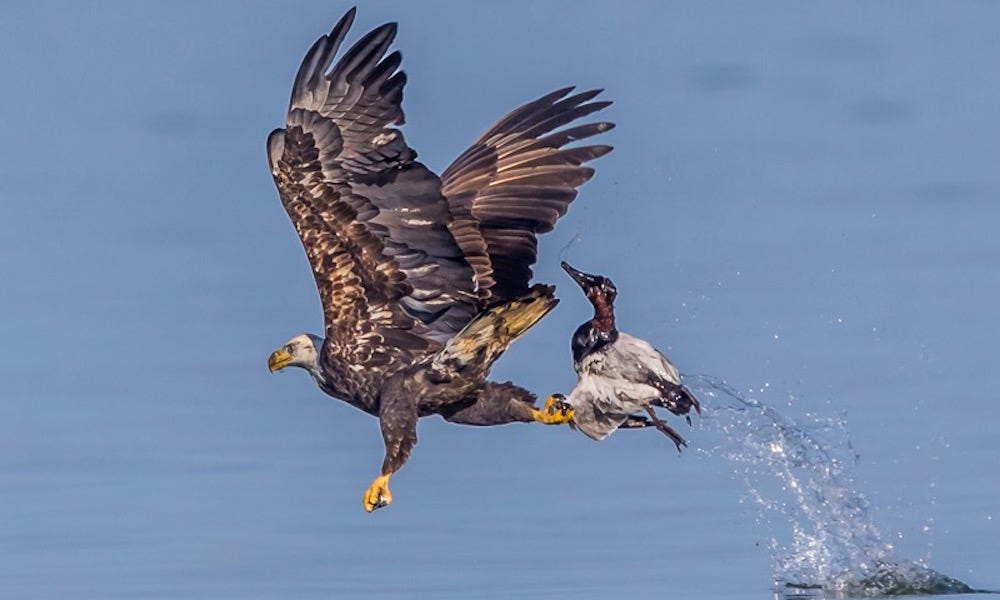 Man kills 20-plus bald eagles, hawks; public is livid over penalty