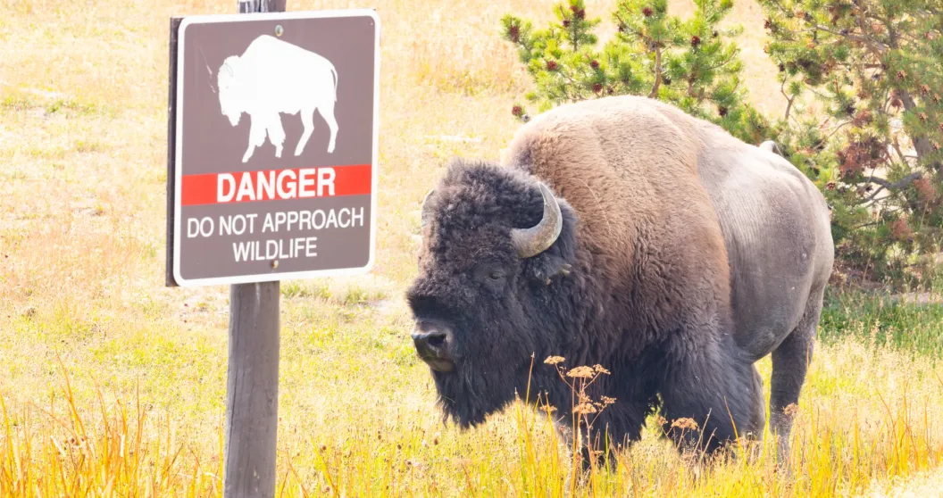 Violent Encounter Between Man And Bison Leaves Yellowstone Visitors Shocked