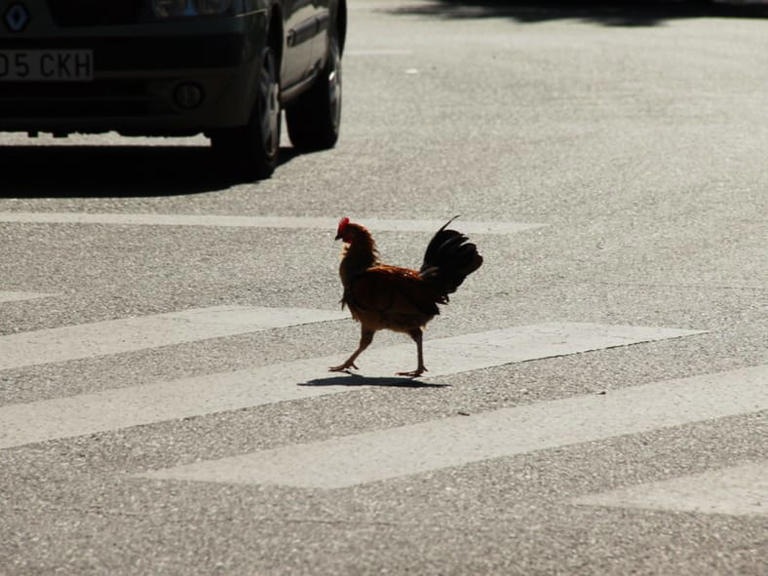 10 Weirdest Laws from History